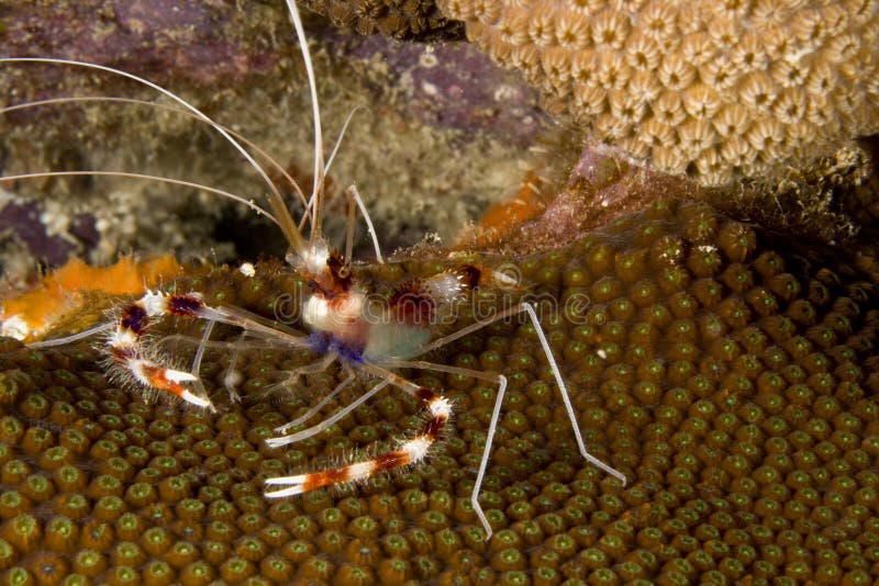 Coral banded shrimp stock image. Image of dutch, underwater - 5689469