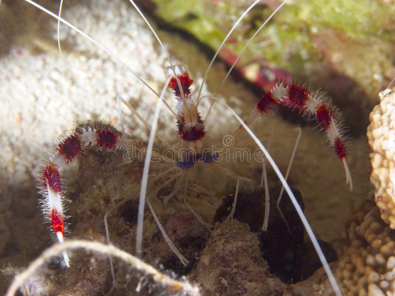Coral Banded Shrimp stock photo. Image of banded, vivid - 49284898