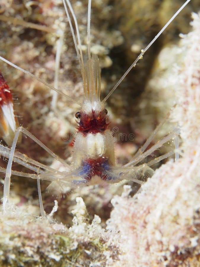Coral Banded Shrimp stock photo. Image of scuba, stenopus - 49284916