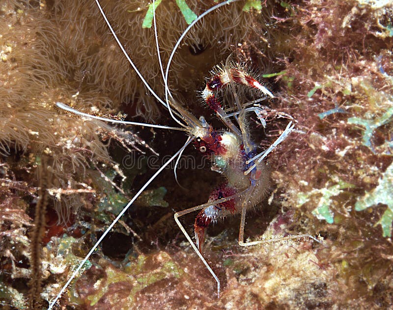 Red or Coral Banded Shrimp stock image. Image of snapping - 19009217