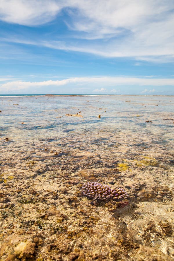 Coral Beach in Guam Ritidian Point Stock Photo - Image of leaf, beach ...