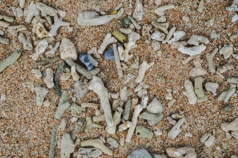 Coral beach texture stock photo. Image of nature, bones - 94199996
