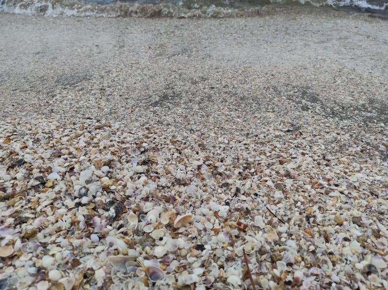 Coral on the Beautiful Beach Beautiful Beach Sea Fish Stock Photo ...