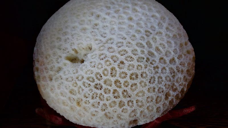 186 Perforated Coral Stock Photos - Free & Royalty-Free Stock Photos ...
