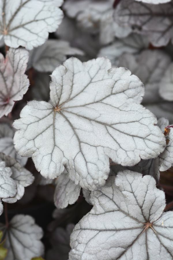 Coral Bells Silver Gumdrop stock image. Image of heuchera - 331833187