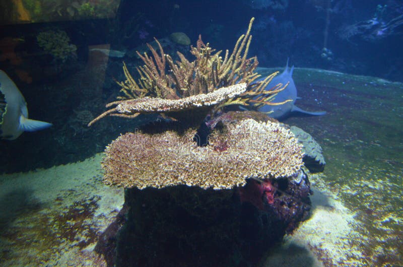 Coral in the Berlin Aquarium, Germany Editorial Photo - Image of lake ...