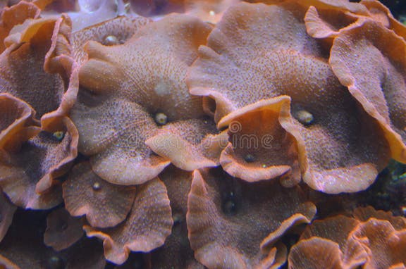 Coral in the Berlin Aquarium, Germany Stock Image - Image of tropic ...