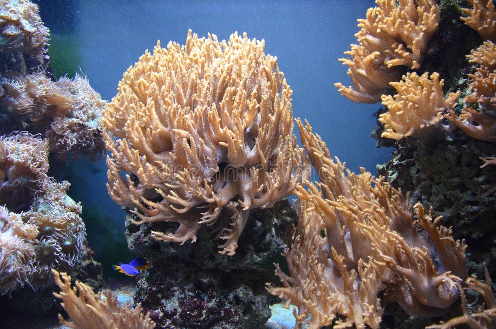 Coral in the Berlin Aquarium, Germany Stock Image - Image of motion ...