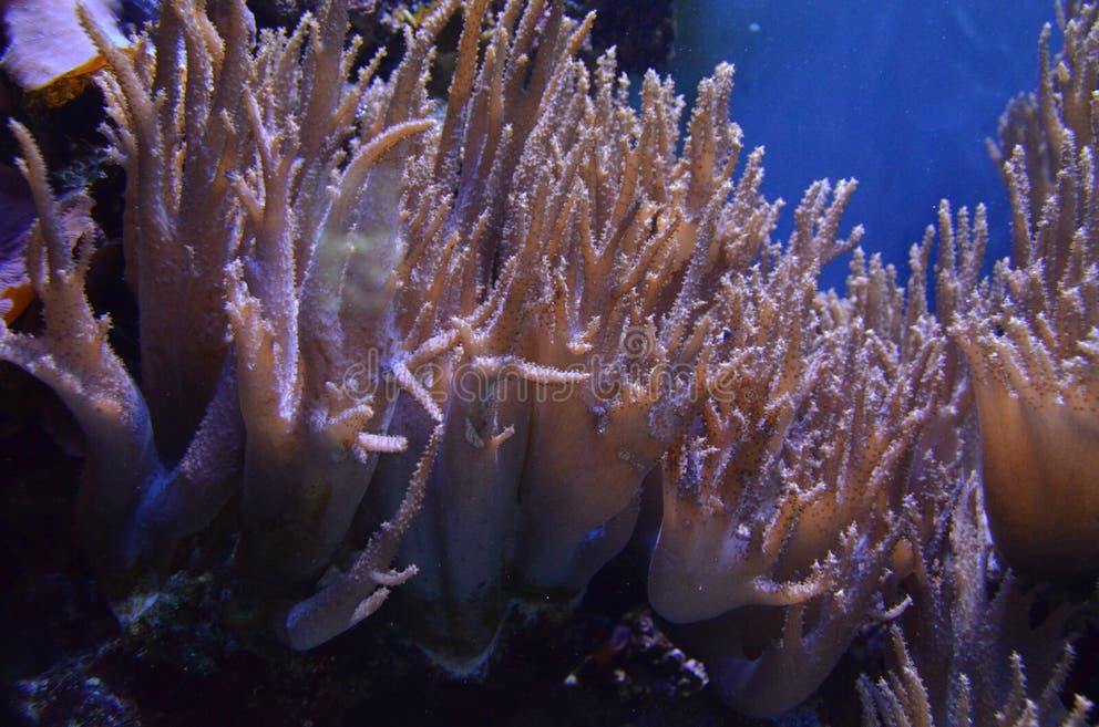 Coral in the Berlin Aquarium, Germany Stock Image - Image of german ...