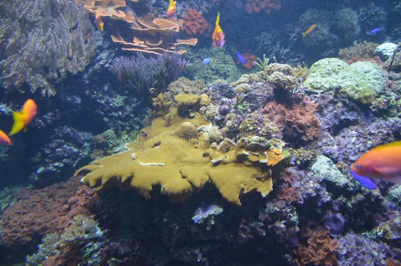 Coral in the Berlin Aquarium, Germany Stock Image - Image of berlin ...