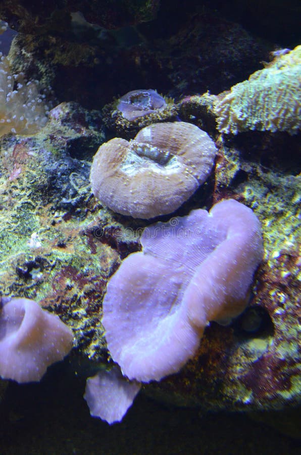 Coral in the Berlin Aquarium, Germany Stock Image - Image of aqua ...