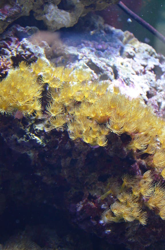 Coral in the Berlin Aquarium, Germany Stock Image - Image of ...