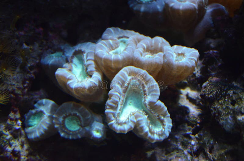 Coral in the Berlin Aquarium, Germany Stock Image - Image of fish ...