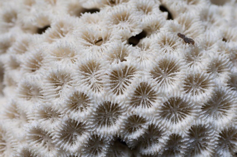 Coral blanco imagen de archivo. Imagen de primer, océano - 16409543