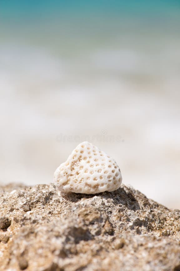 Coral blanco imagen de archivo. Imagen de agua, detalle - 23695949