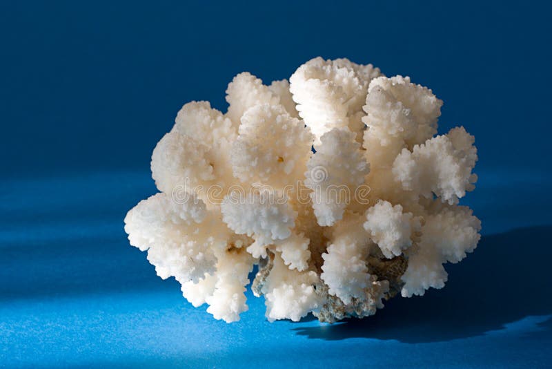 Coral blanco foto de archivo. Imagen de azul, coral, sunbeam - 3943894