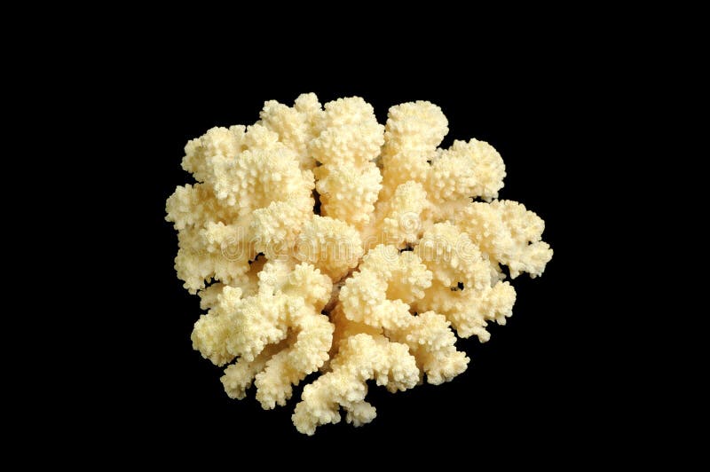 Coral blanco imagen de archivo. Imagen de aislado, extracto - 9481217