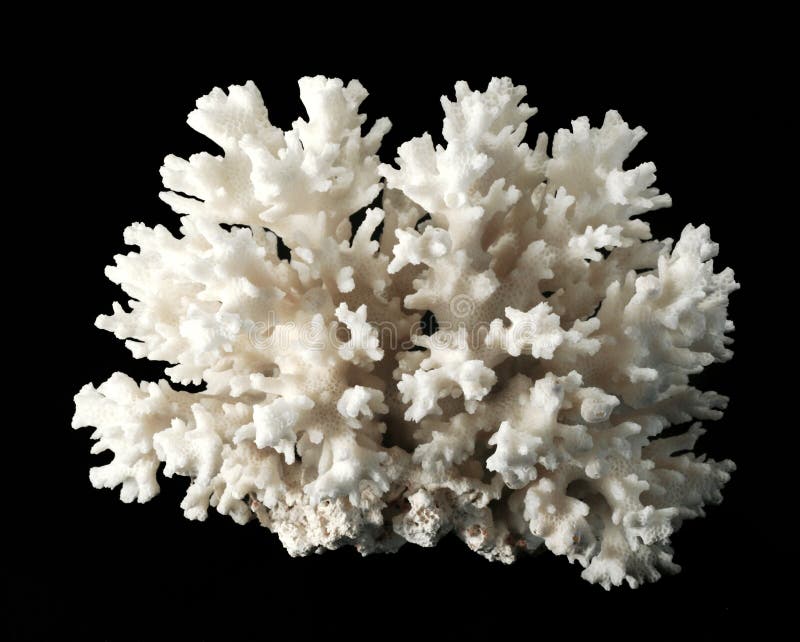 Coral Blanco Aislado Sobre Negro Imagen de archivo - Imagen de coral ...