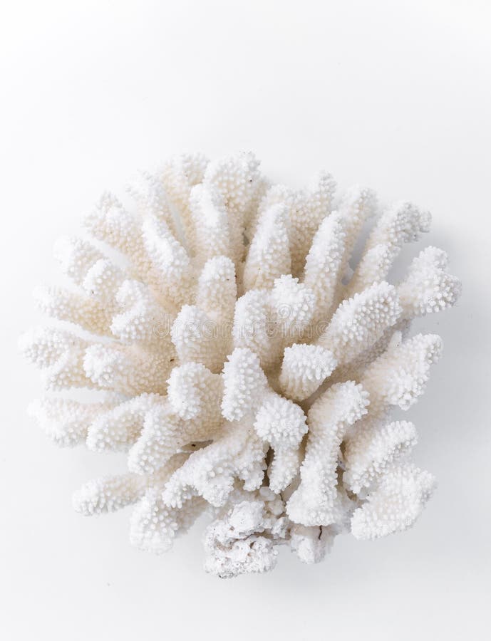Coral Secado En El Fondo Blanco Fotos de stock - Fotos libres de ...
