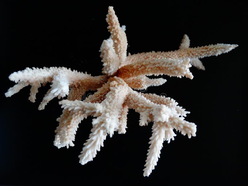 Coral Blanco En Fondo Negro Imagen de archivo - Imagen de coral, fauna ...