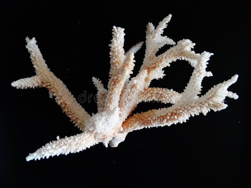 Coral Blanco En Fondo Negro Foto de archivo - Imagen de objetos, primer ...