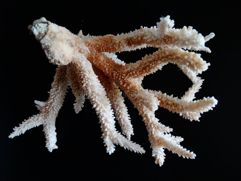 Coral Blanco En Fondo Negro Foto de archivo - Imagen de duro ...