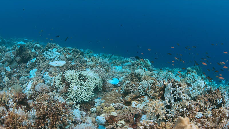 Coral bleaching stock photo. Image of nature, beauty - 95369500