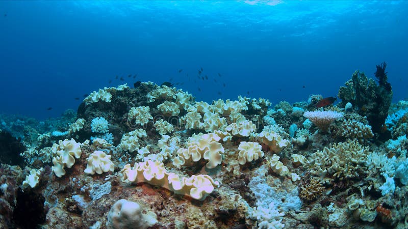 Coral bleaching stock image. Image of damselfish, colorful - 95369549