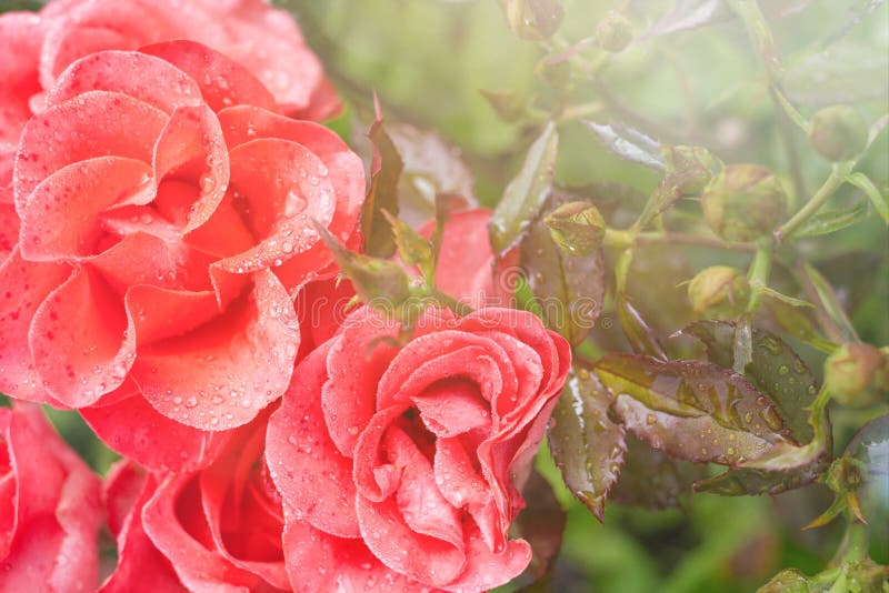 Coral blossoming roses stock photo. Image of multicolored - 123773256