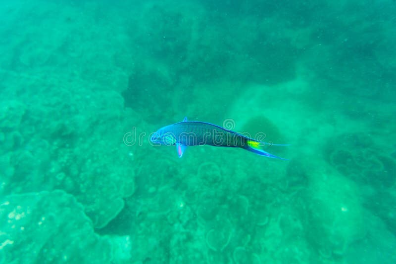 Coral blue and green fish stock image. Image of coral - 77633979