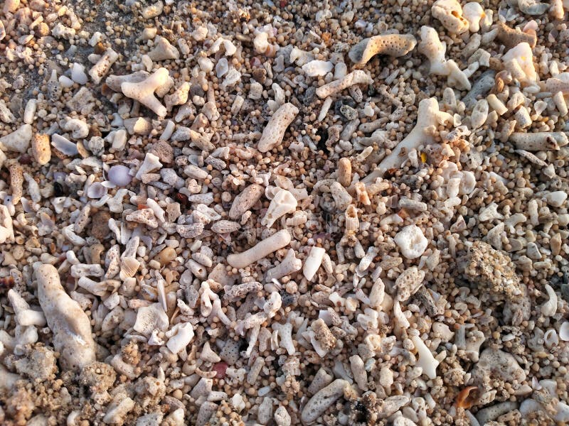 Coral burst stock image. Image of rock, soil, flooring - 248083781