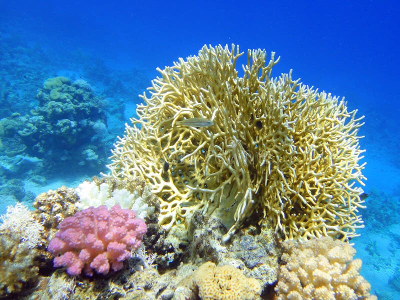 Coral bush 1 stock photo. Image of underwater, multicolored - 20490218