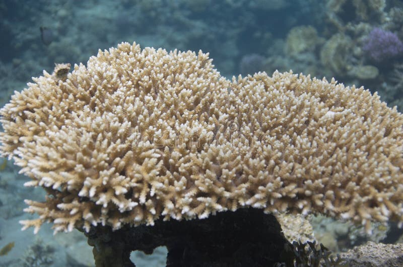 Coral bush stock image. Image of preservation, underwater - 6980587