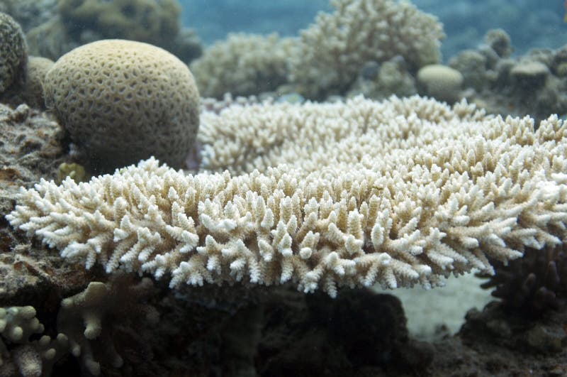 Coral bush stock image. Image of coral, warm, fish, resort - 6980985