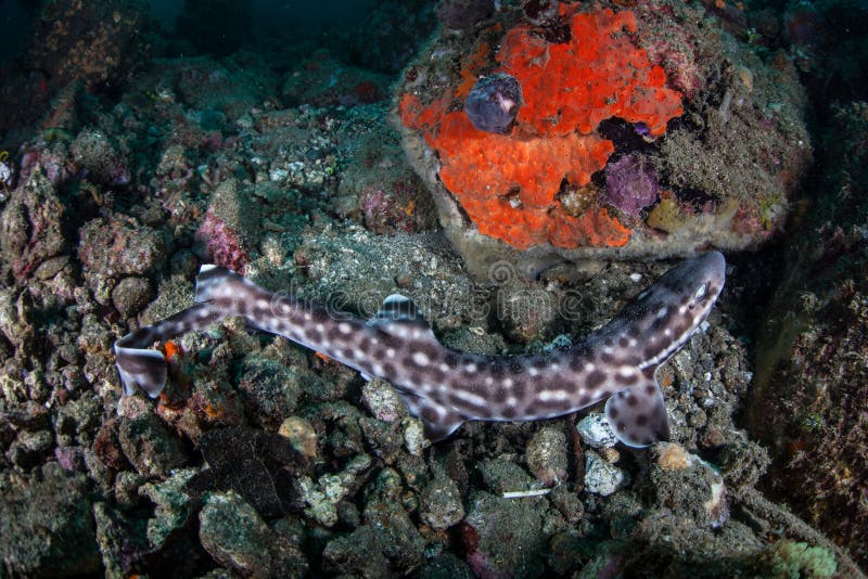 1,062 Lecho Marino Fotos - Libres de Derechos y Gratuitas de Dreamstime