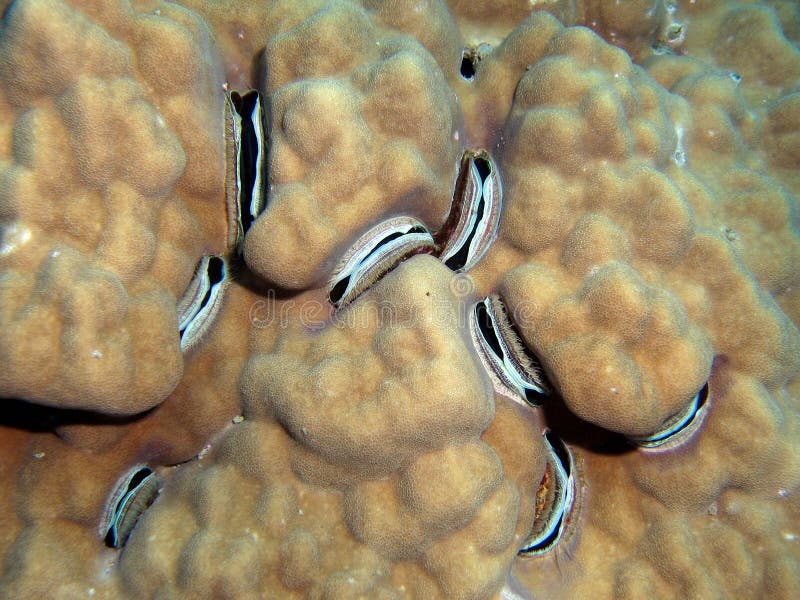 Sea Fan Coral stock photo. Image of stars, coral, blue - 1484850