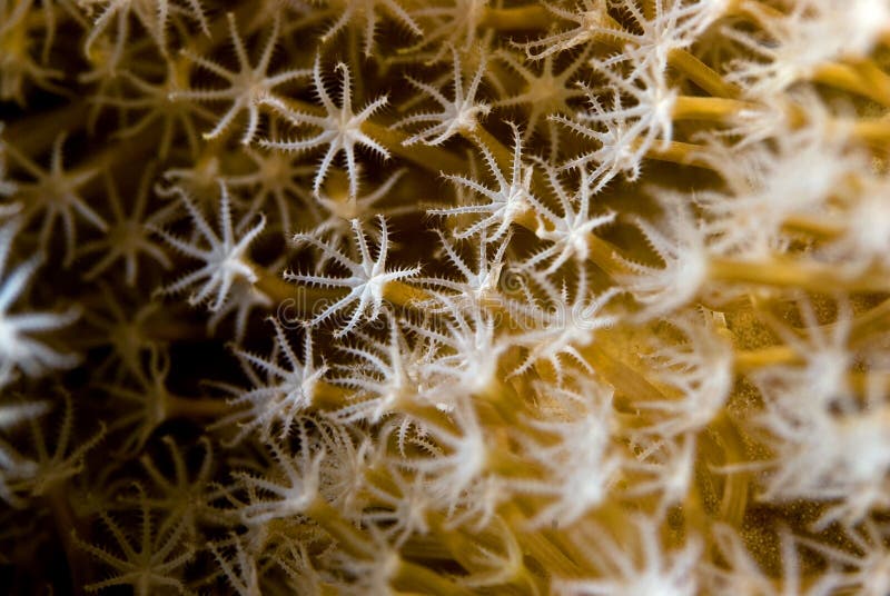 Coral close up stock photo. Image of macro, beautiful - 3501318