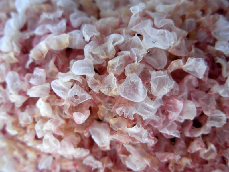 Coral close up stock image. Image of coast, coral, close - 55698151