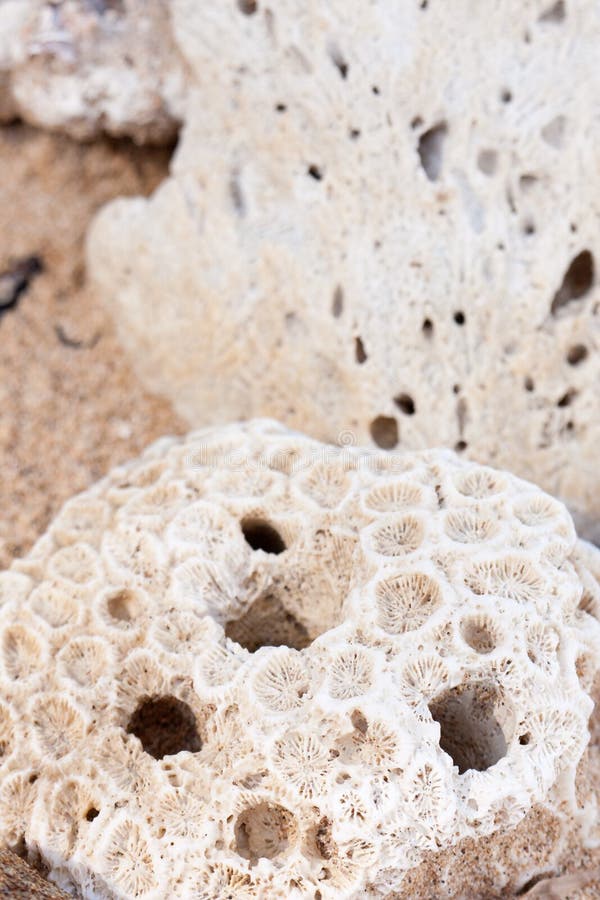 Close Up Dried Up Coral Reef Stock Photos - Free & Royalty-Free Stock ...