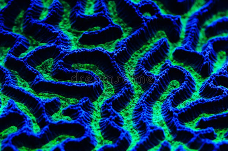 Coral Closeup Showing Texture and Deep Colors Stock Image - Image of ...