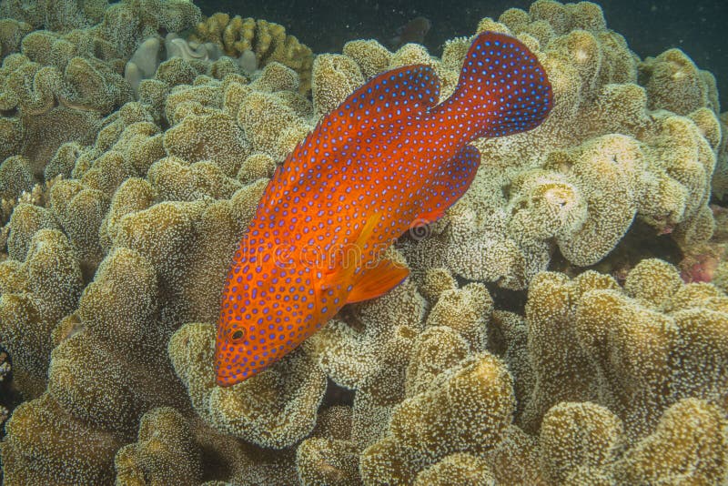 Coral Cod stock photo. Image of swimming, flap, blue - 75067222