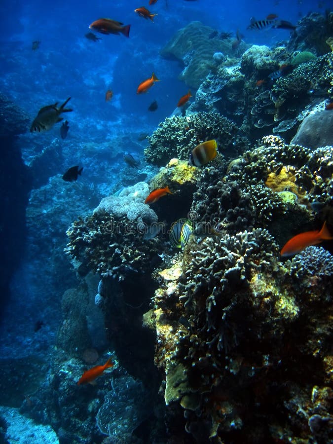 Coral Colony and Coral Fish. Stock Image - Image of deep, aqualung: 3358051