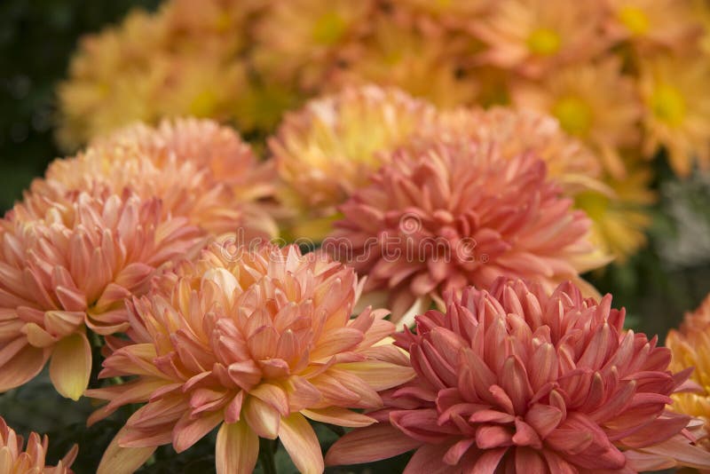 6,571 Mums Background Photos - Free & Royalty-Free Stock Photos from ...