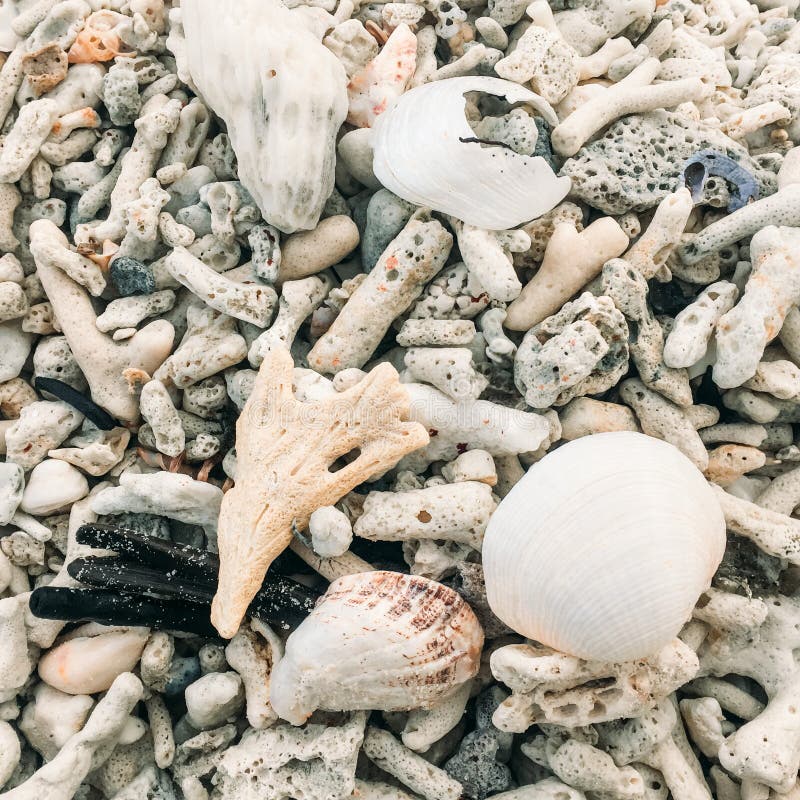 Coral stock photo. Image of black, shells, coral, holiday - 209308576