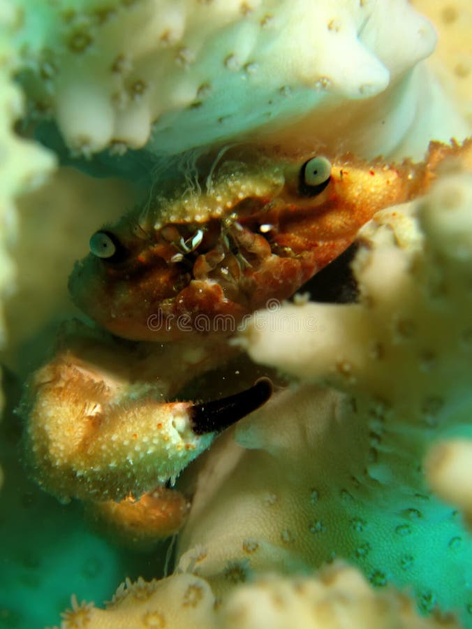 Coral crab stock image. Image of dive, crustacean, marinelife - 19498625