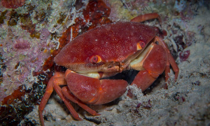 Coral crab stock image. Image of eyes, aquatic, blue - 54867865