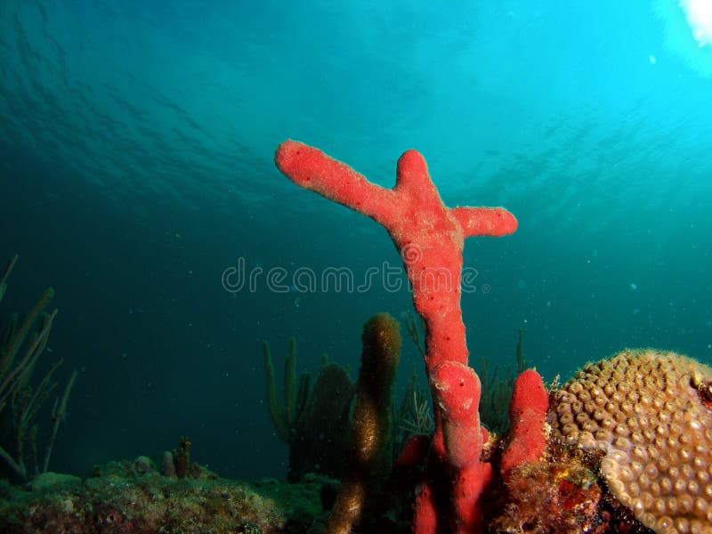 Coral Cross stock image. Image of waters, beautiful, swimming - 15750549