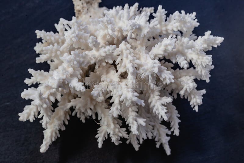 Coral De Mar Blanco Sobre Fondo Negro Imagen de archivo - Imagen de ...