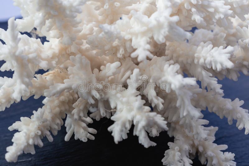 Coral De Mar Blanco Sobre Fondo Negro Foto de archivo - Imagen de ...