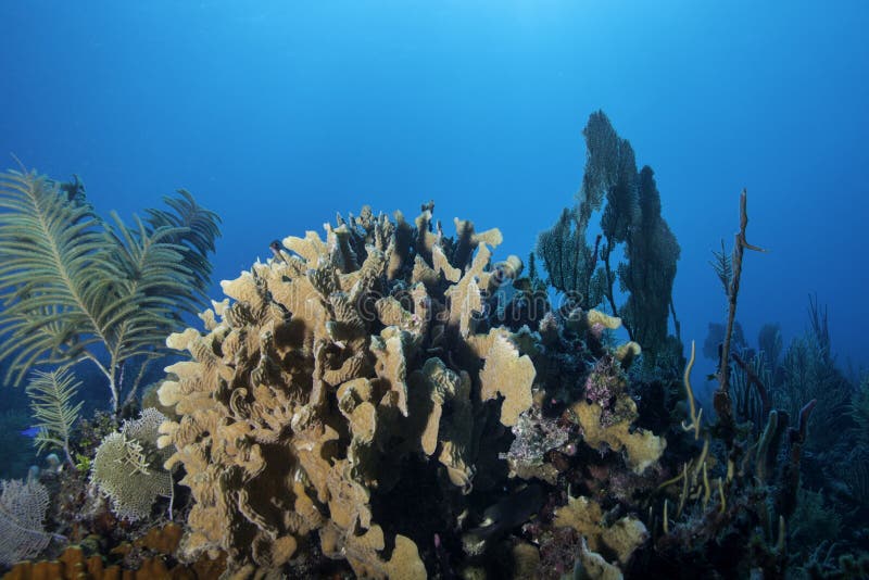 Hoja Fuego Coral O Placa Fuego Coral O Wello Fuego Coral Millepora ...